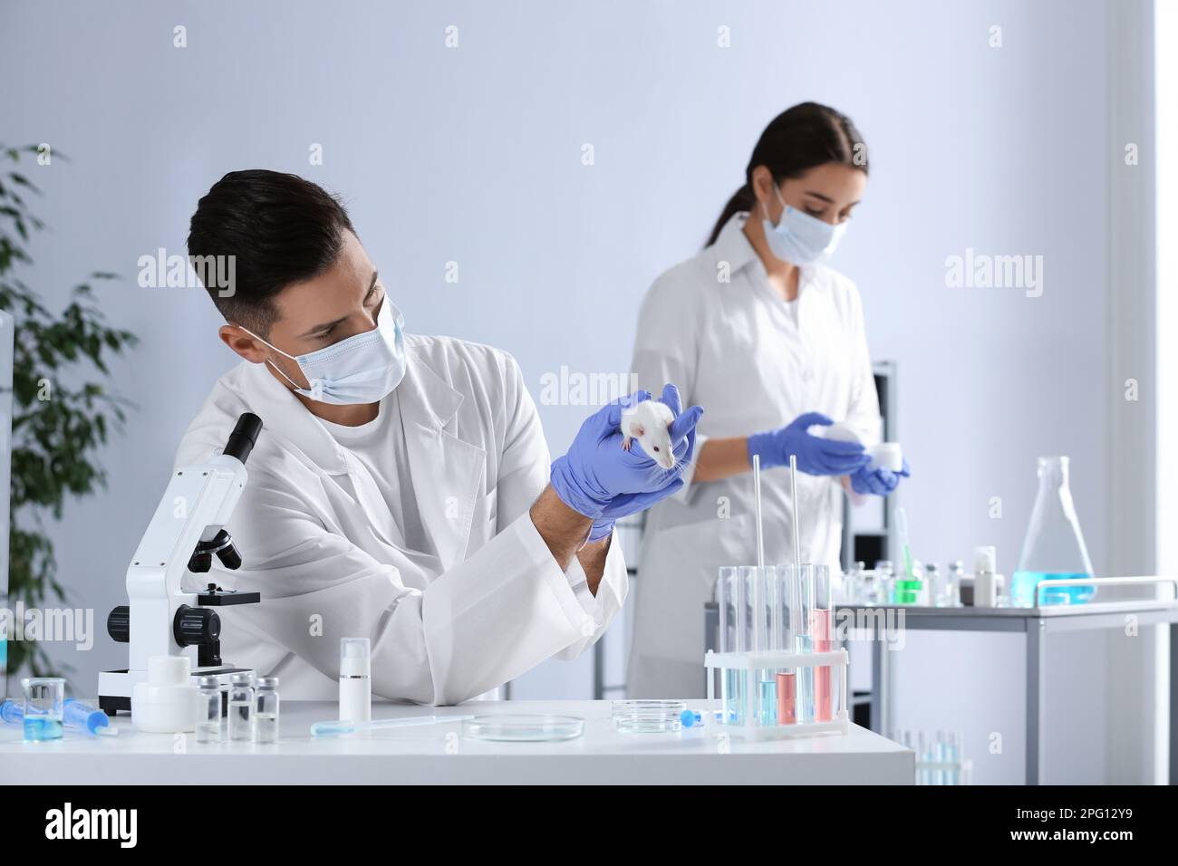 Scientist with rat in chemical laboratory. Animal testing Stock Photo ...