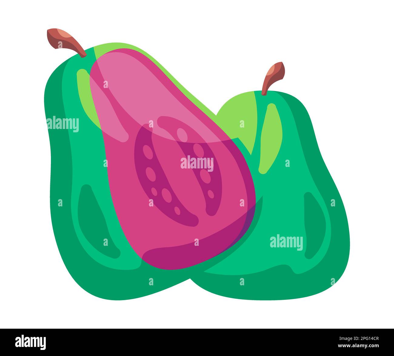 Guava fruit vector drawing illustration sliced half Stock Vector Image ...