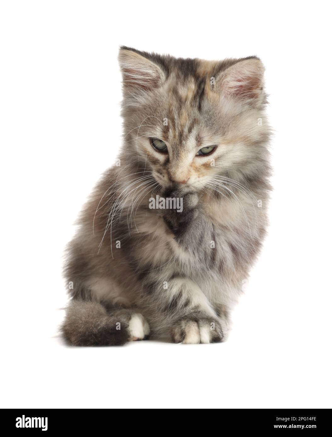 Cute fluffy kitten on white background. Baby animal Stock Photo - Alamy