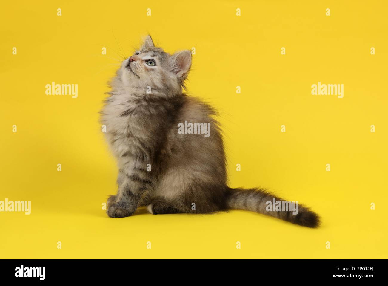 Cute fluffy kitten on yellow background. Baby animal Stock Photo - Alamy