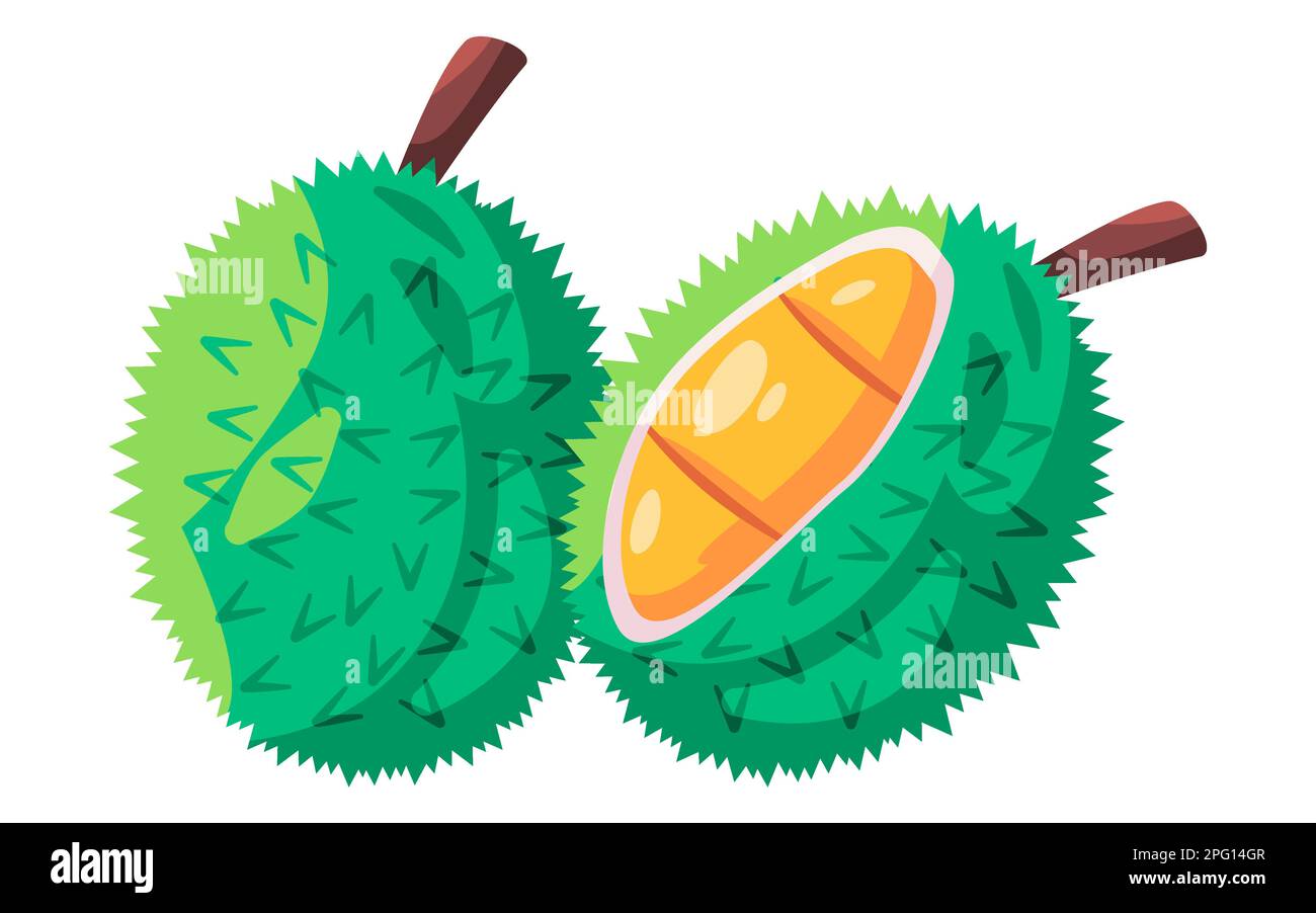 Durian smelly exotic sliced asia fruit vector drawing illustration ...