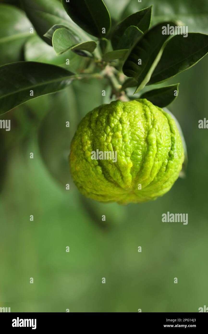 Bergamot tree hi-res stock photography and images - Alamy