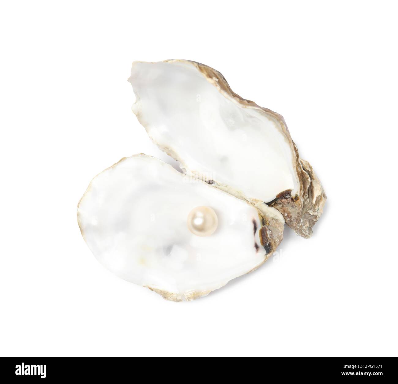 Open oyster shell with pearl on white background Stock Photo - Alamy