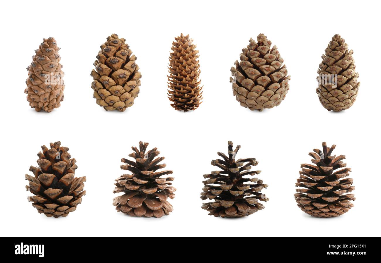 Cone Shape In Nature