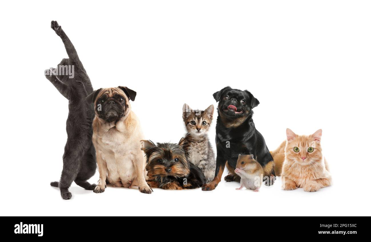 Group of cute pets on white background Stock Photo - Alamy