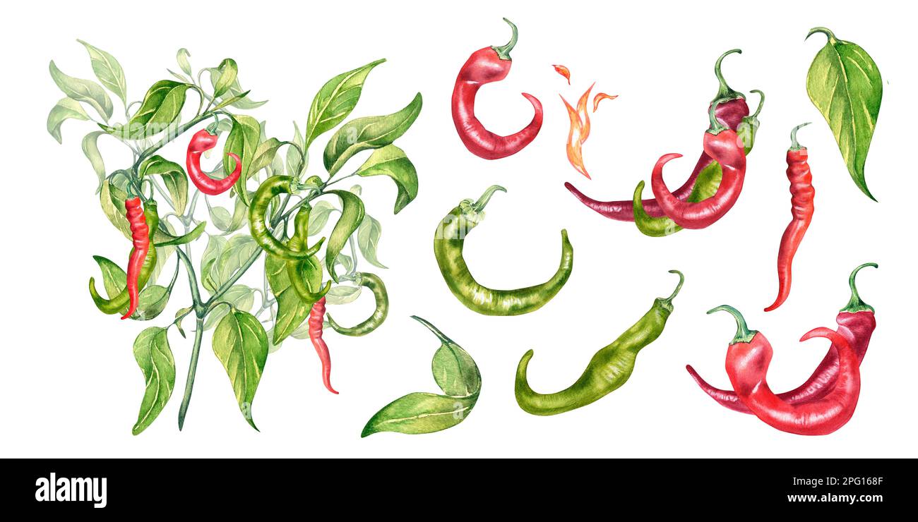 Set of red, green chili pepper bush watercolor illustration isolated on ...