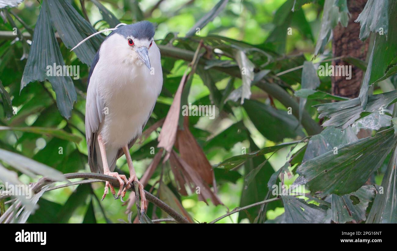 An exotic bird stands on a thin branch of a tree, holding tightly to it ...