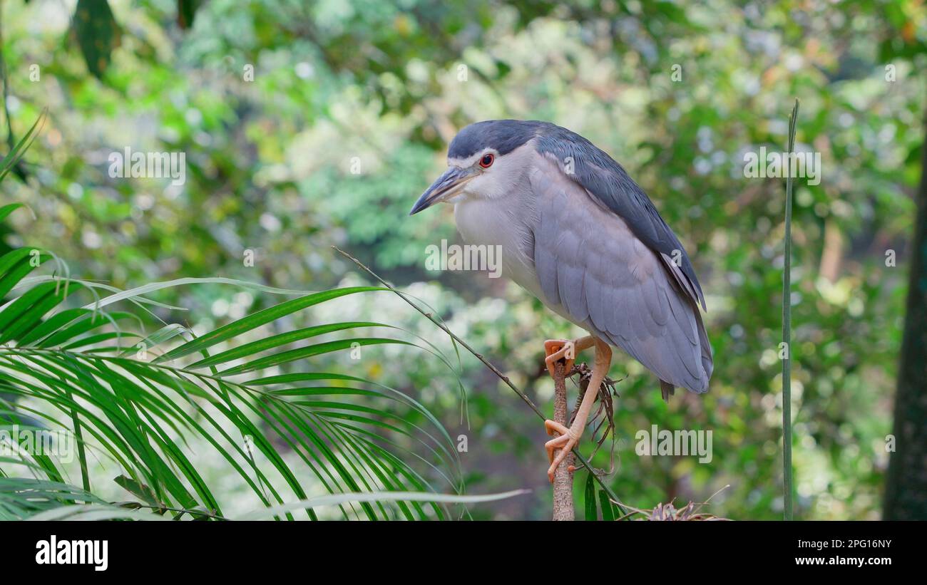 Small wild bird stands on a thin branch and clings tightly to it with ...