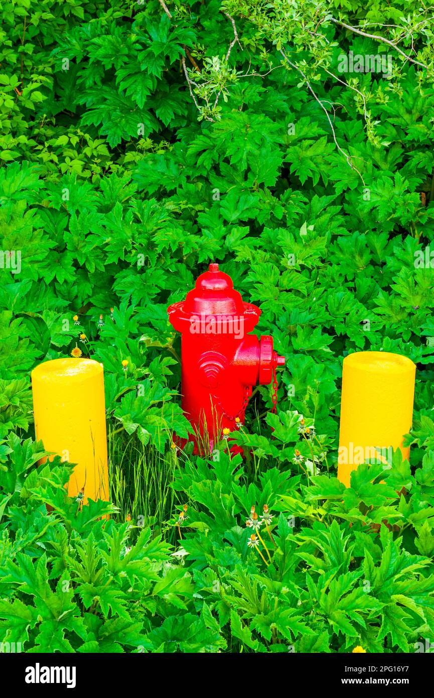 Red fire hydrant between two yellow concrete barries surrounded by ...