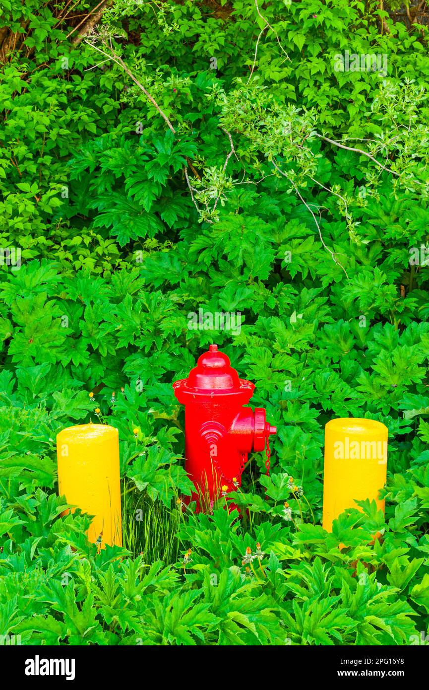 Red fire hydrant between two yellow concrete barries surrounded by ...