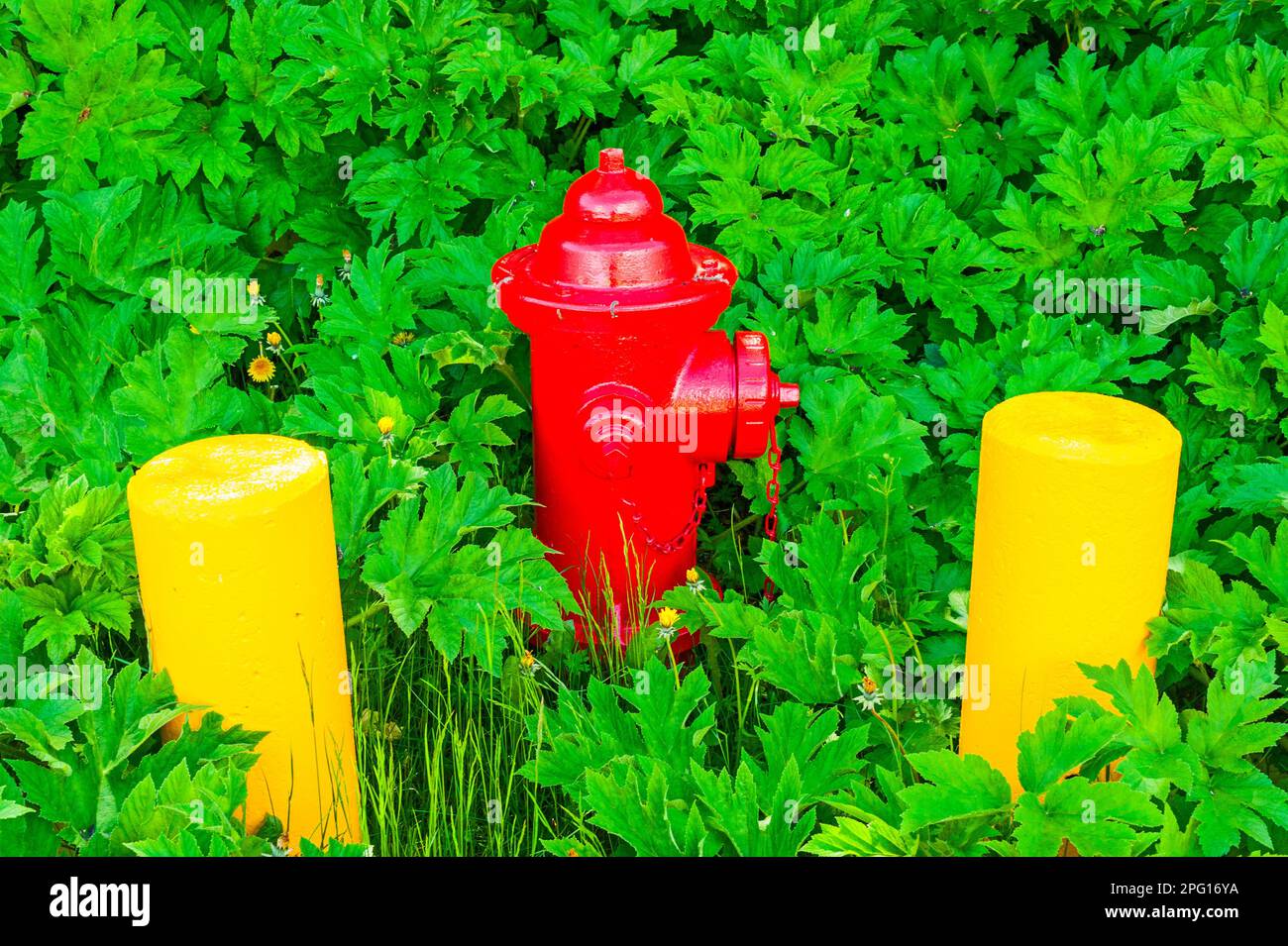 Red fire hydrant between two yellow concrete barries surrounded by ...