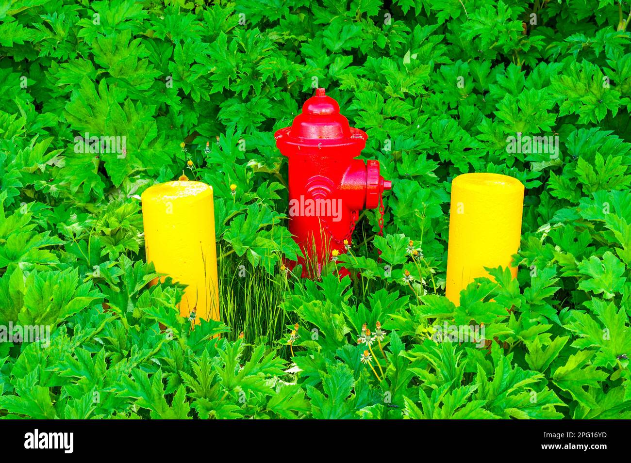 Red fire hydrant between two yellow concrete barries surrounded by ...
