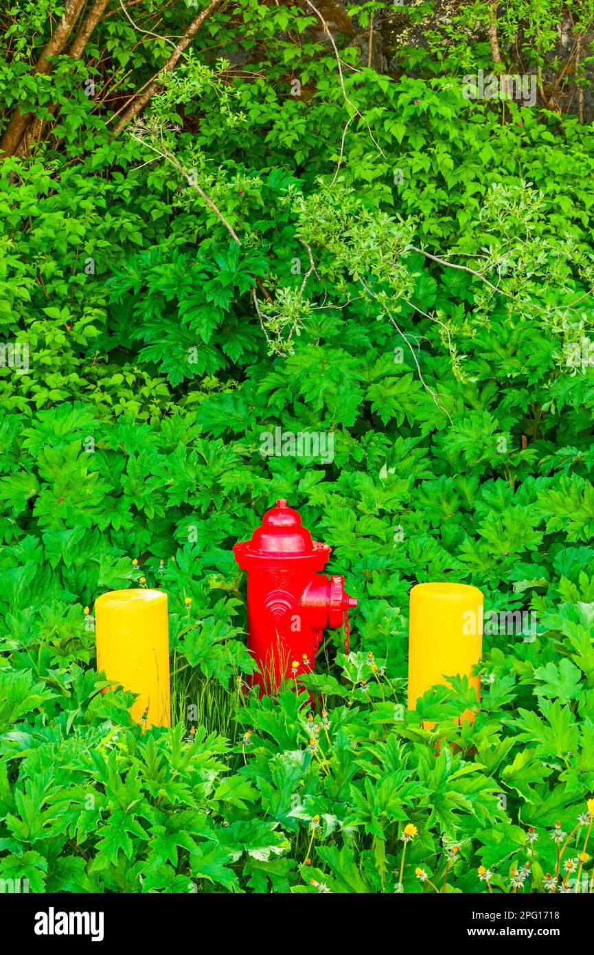 Red fire hydrant between two yellow concrete barries surrounded by ...