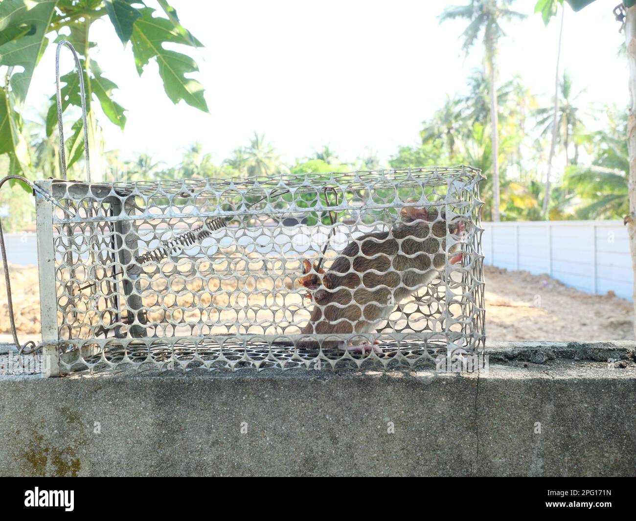 Rat in cage mousetrap, Mouse finding a way out of being confined ...