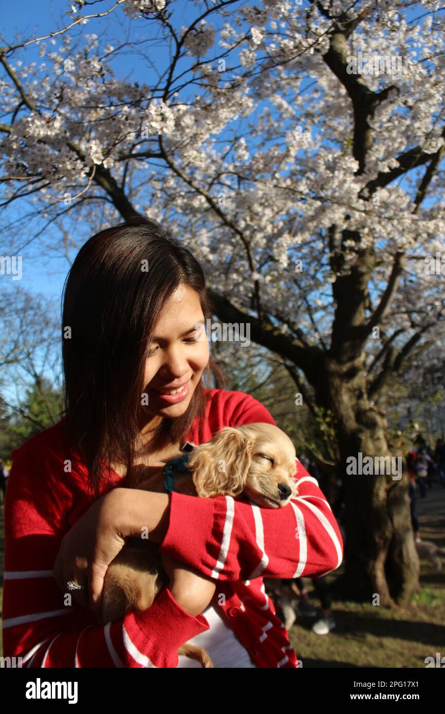 Woman carrying a dog outside under a Cherry Blossom tree Stock Photo ...