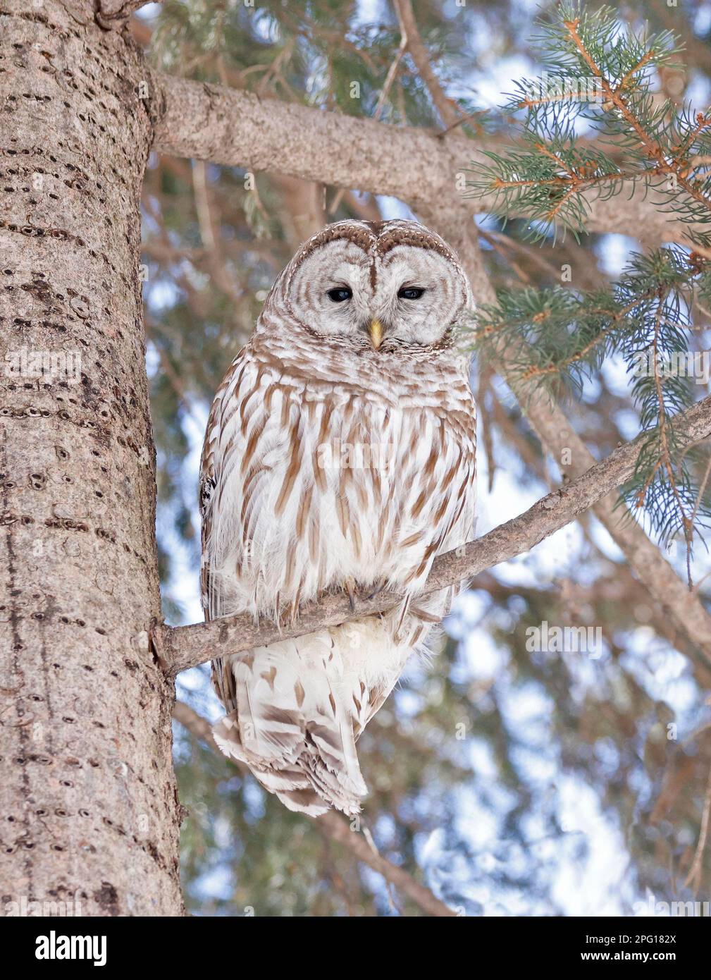 Barred Owl standing on a fir tree branch into the forest, Quebec ...