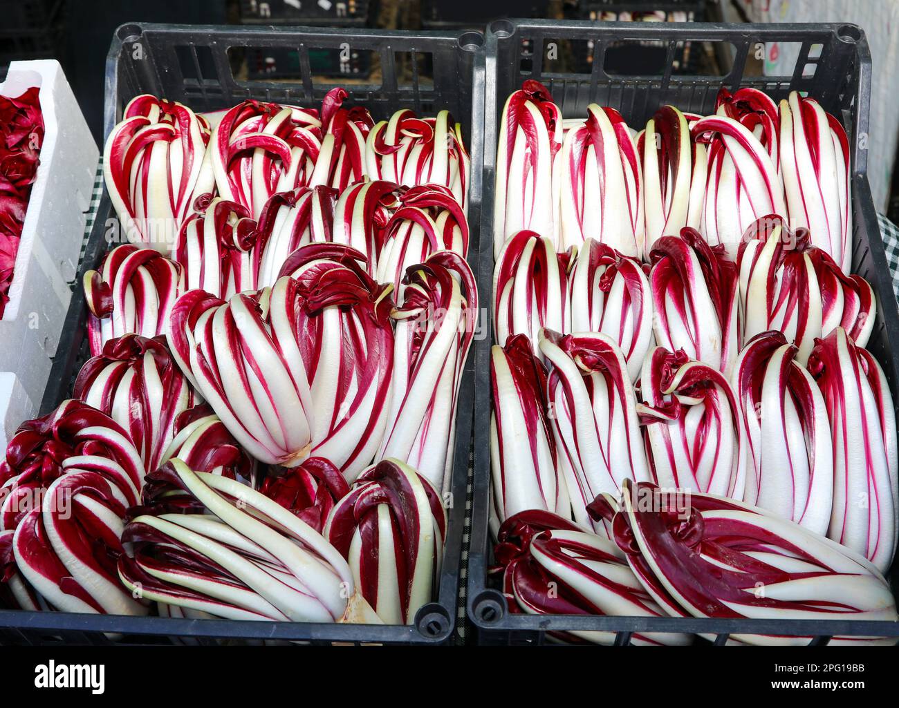 sale of red radicchio called TARDIVO an Italian winter speciality Stock ...