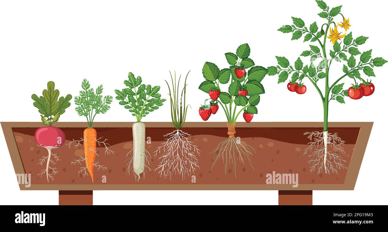 Set of different plant roots growing in soil illustration Stock Vector ...