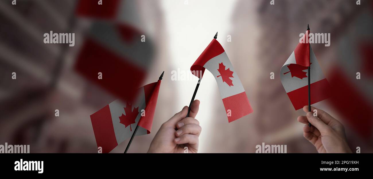 A group of people holding small flags of the Canada in their hands ...