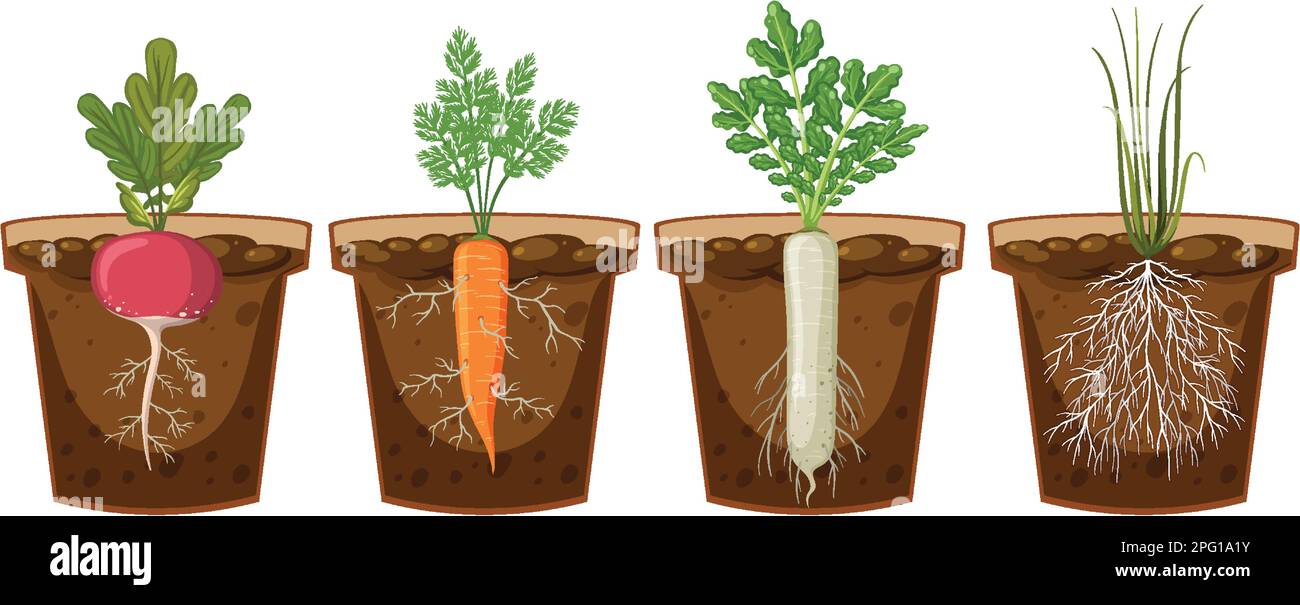 Set of different plant roots growing in soil illustration Stock Vector ...