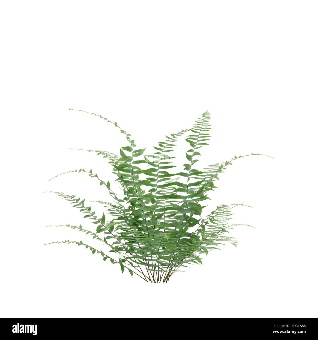 3d illustration of fern bush isolated on white background Stock Photo ...