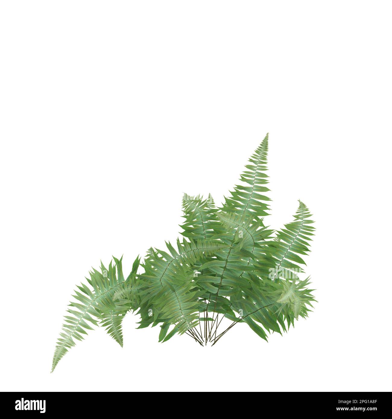3d illustration of fern bush isolated on white background Stock Photo ...