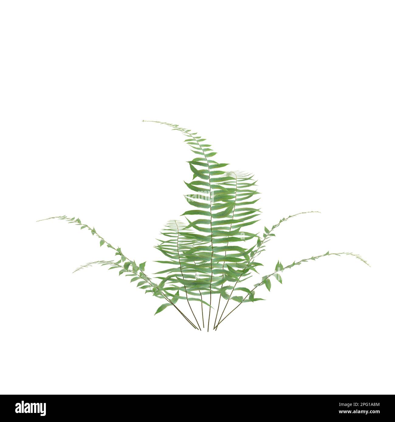 3d illustration of fern bush isolated on white background Stock Photo ...
