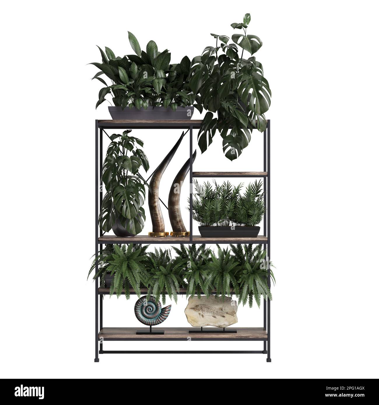 3d illustration of shelf plant isolated on white background Stock Photo ...