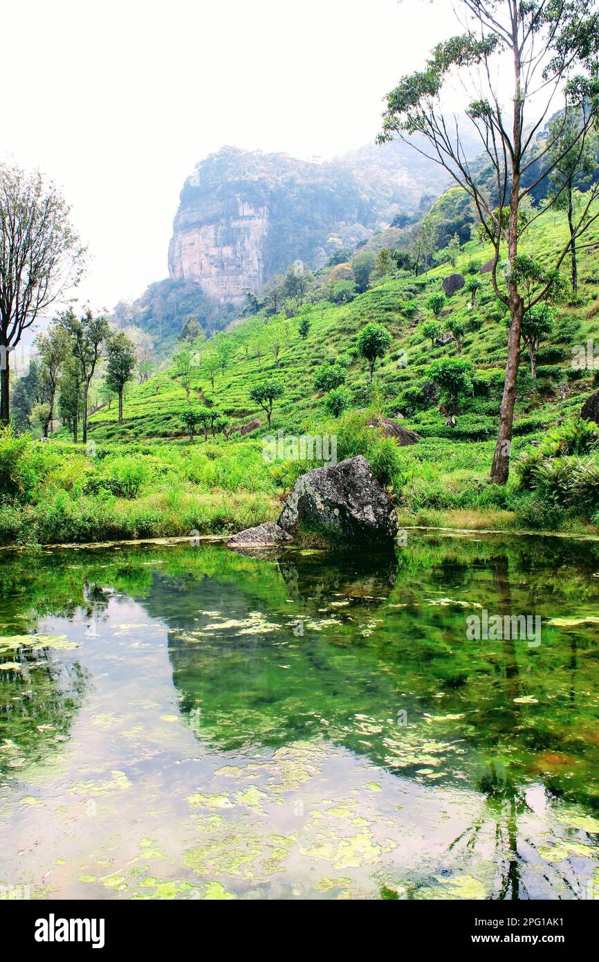 Lost in the tranquil beauty of Loolkadura, Sri Lanka - a stunning pond ...