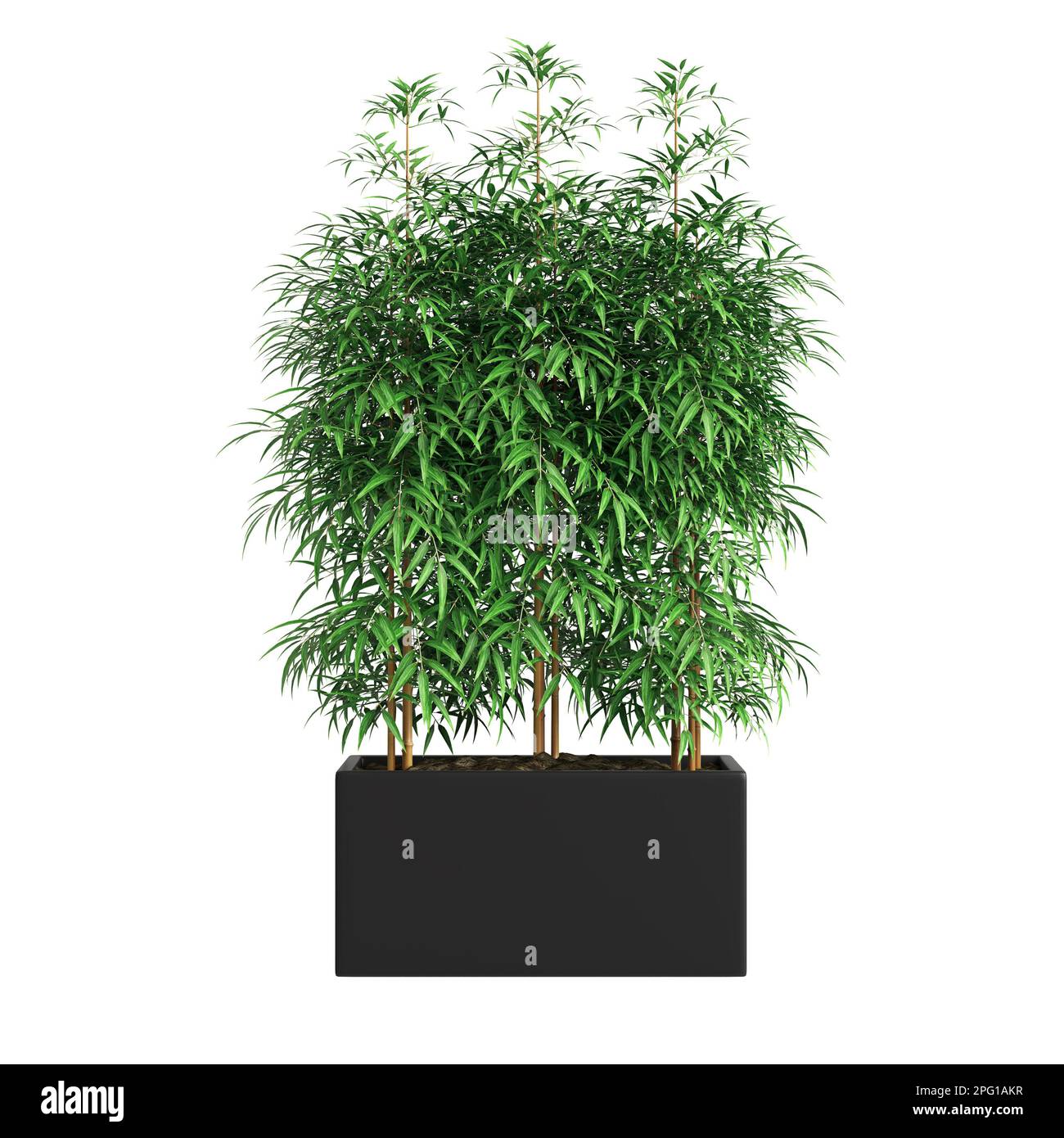 3d illustration of bamboo tree isolated on white background Stock Photo ...