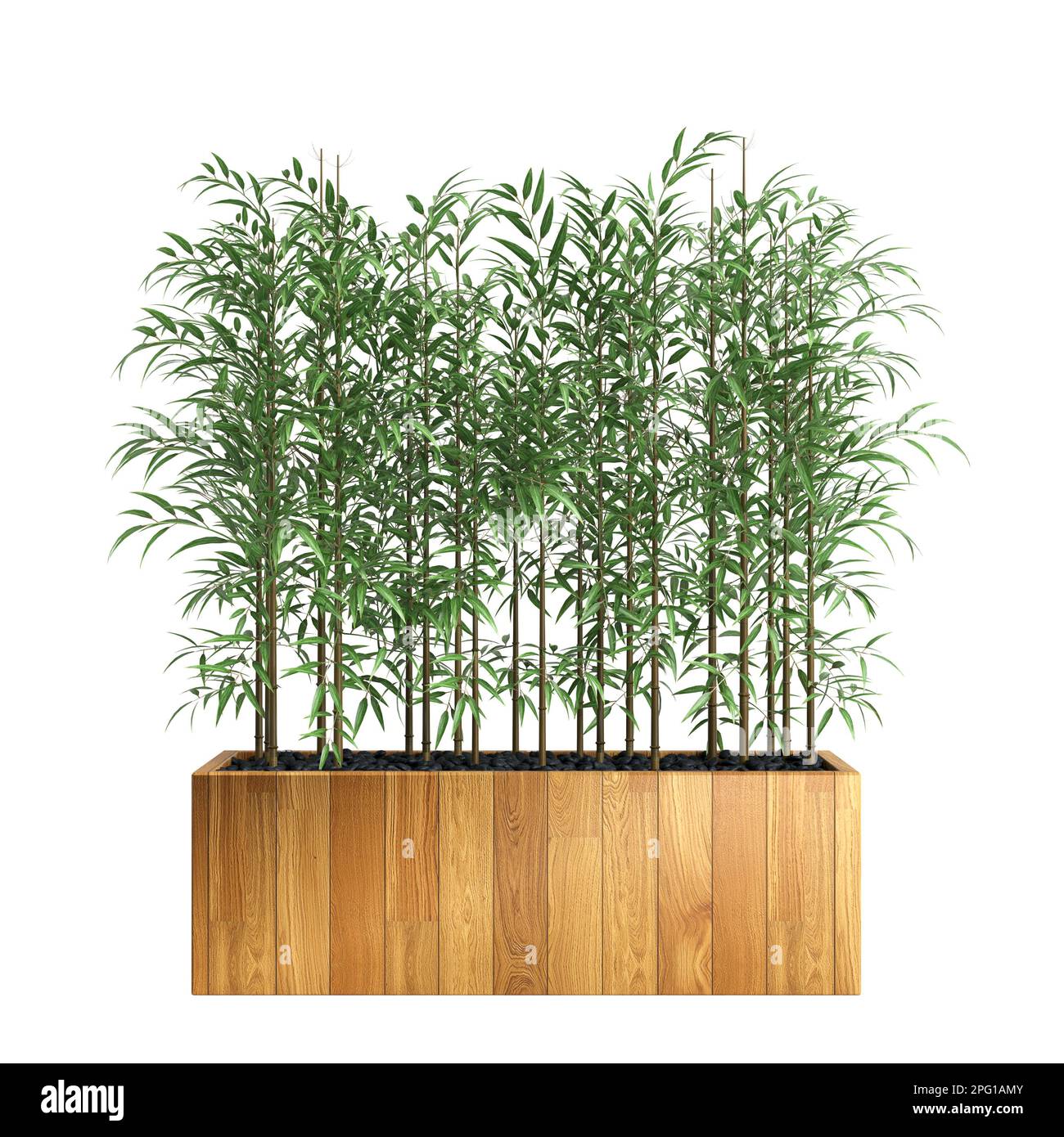 3d illustration of bamboo tree isolated on white background Stock Photo ...