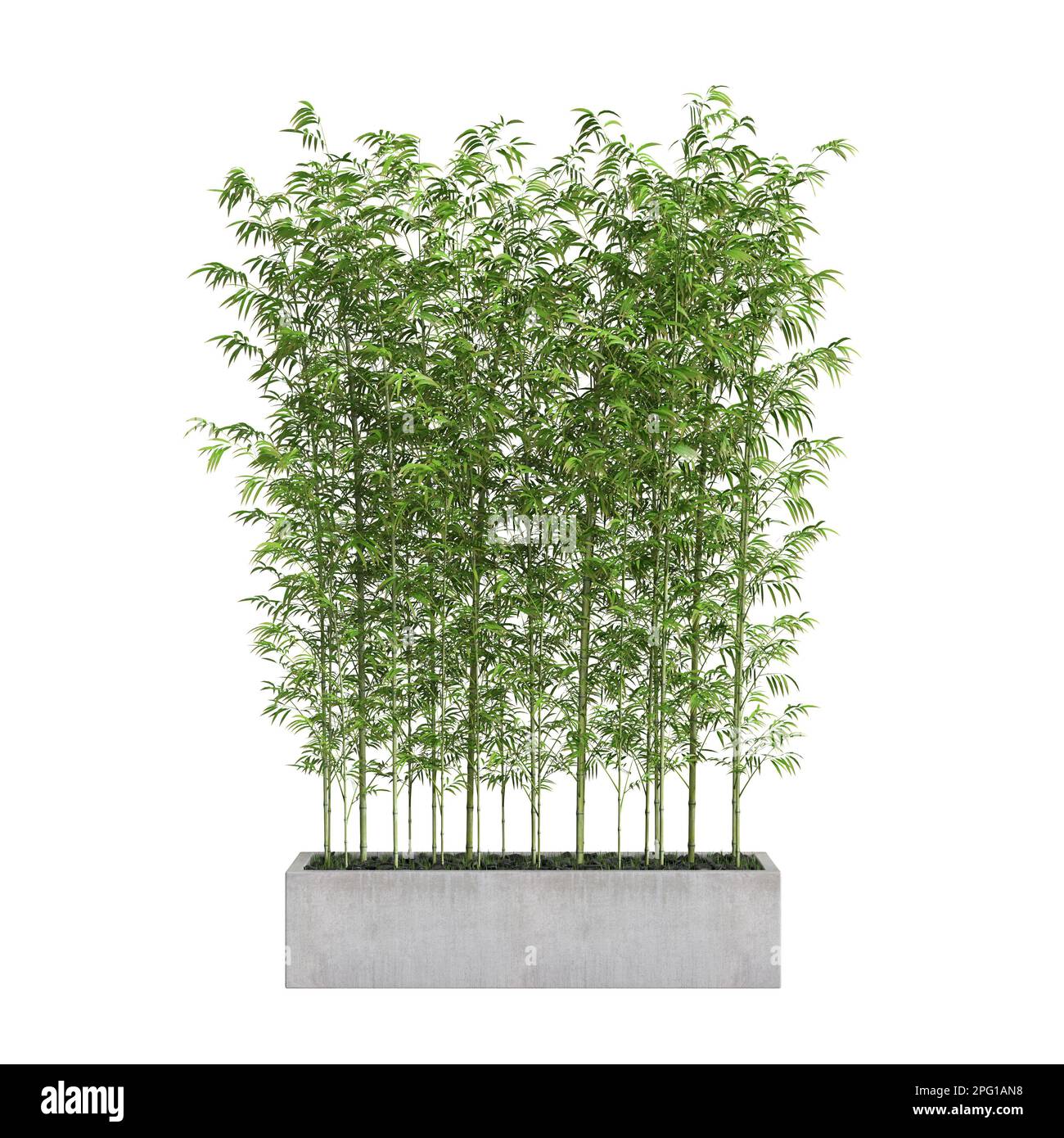 3d illustration of bamboo tree isolated on white background Stock Photo ...