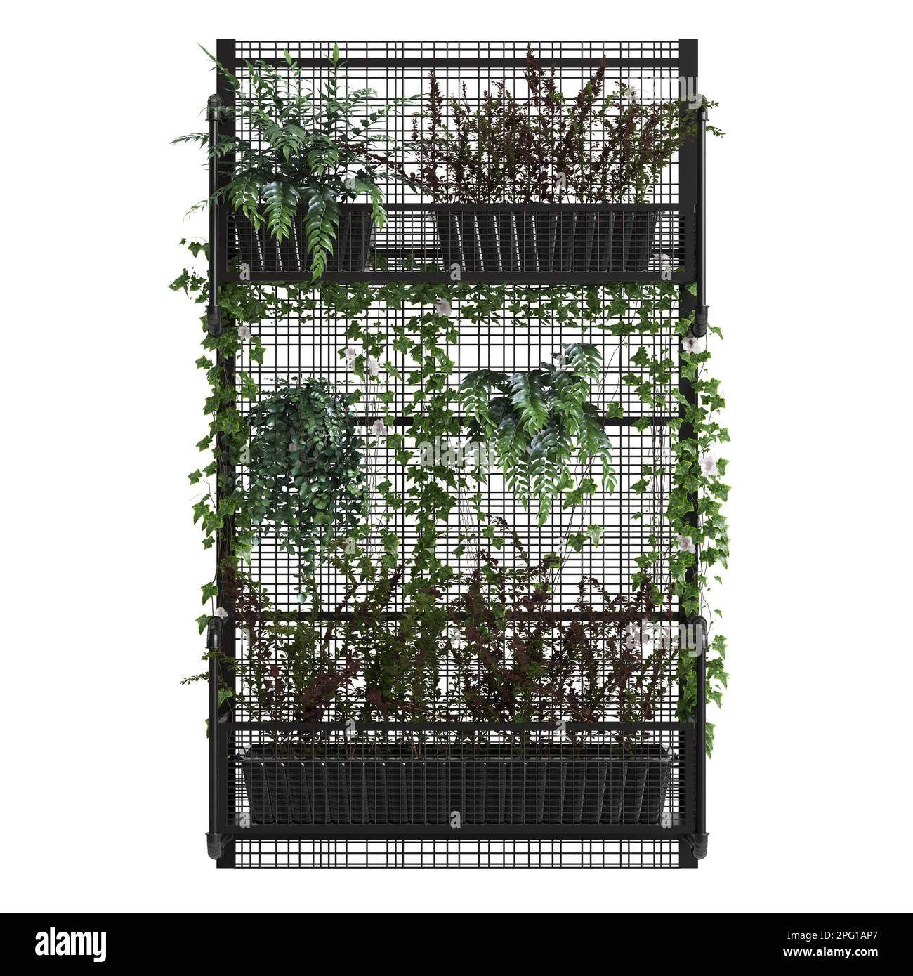 3d illustration of wall tree isolated on white background Stock Photo ...