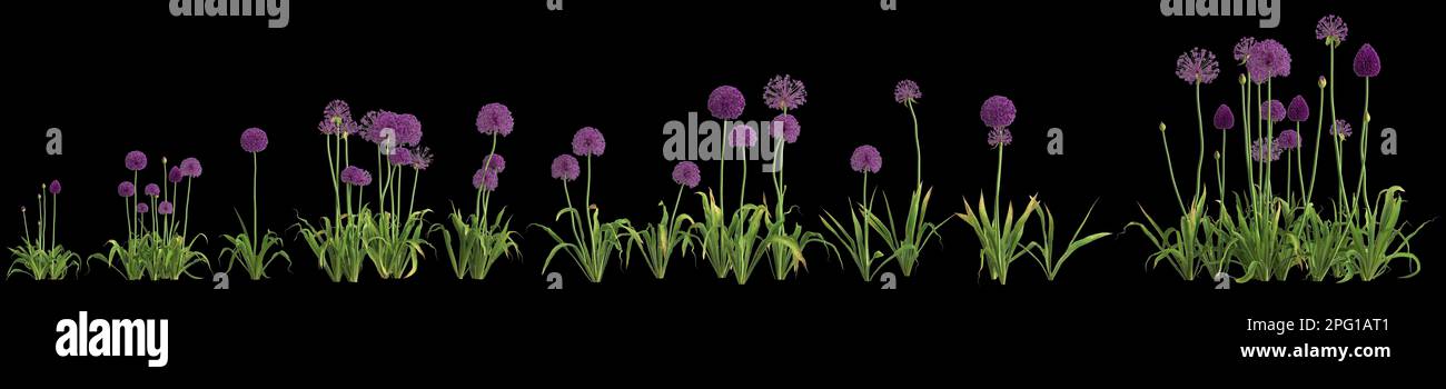 3d illustration of set allium hollandicum grass isolated on black ...