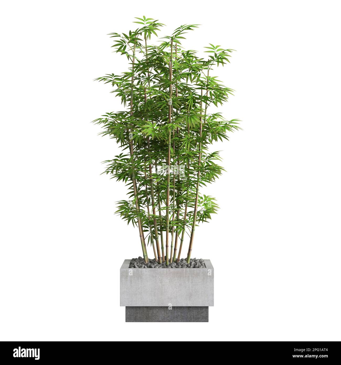 3d illustration of bamboo tree isolated on white background Stock Photo ...