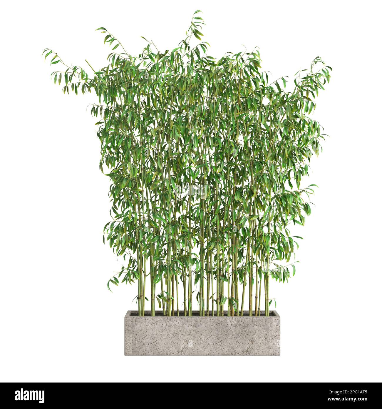 3d illustration of bamboo tree isolated on white background Stock Photo ...