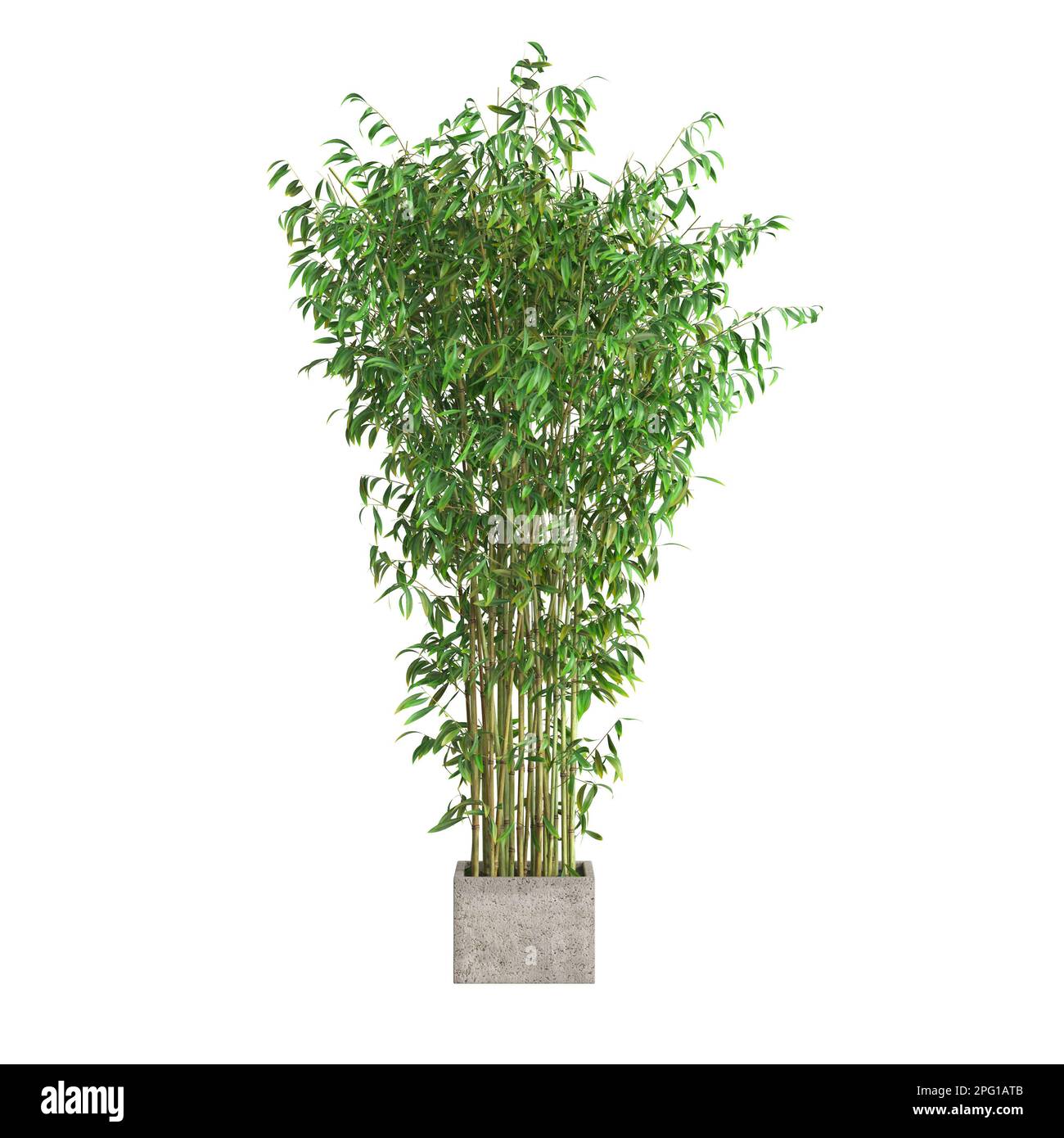 3d illustration of bamboo tree isolated on white background Stock Photo ...