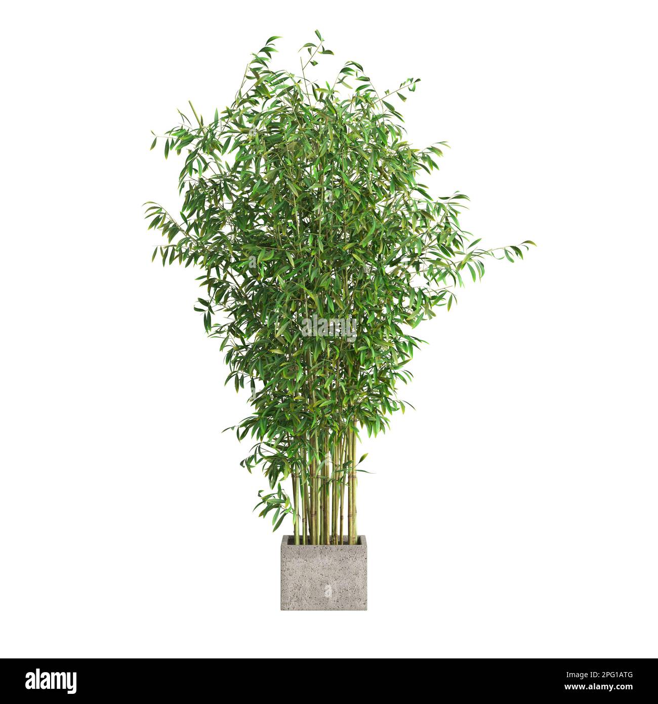 3d illustration of bamboo tree isolated on white background Stock Photo ...