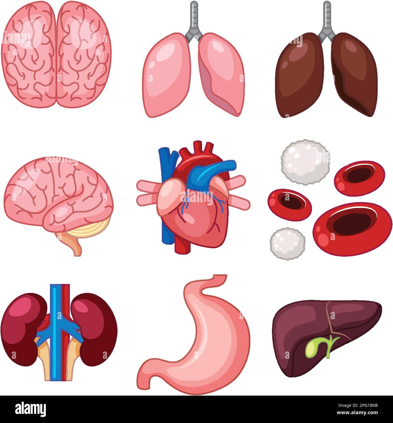 Set of human organs illustration Stock Vector Image & Art - Alamy