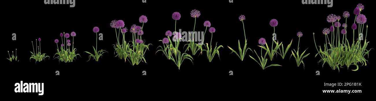 3d illustration of set allium hollandicum grass isolated on black ...