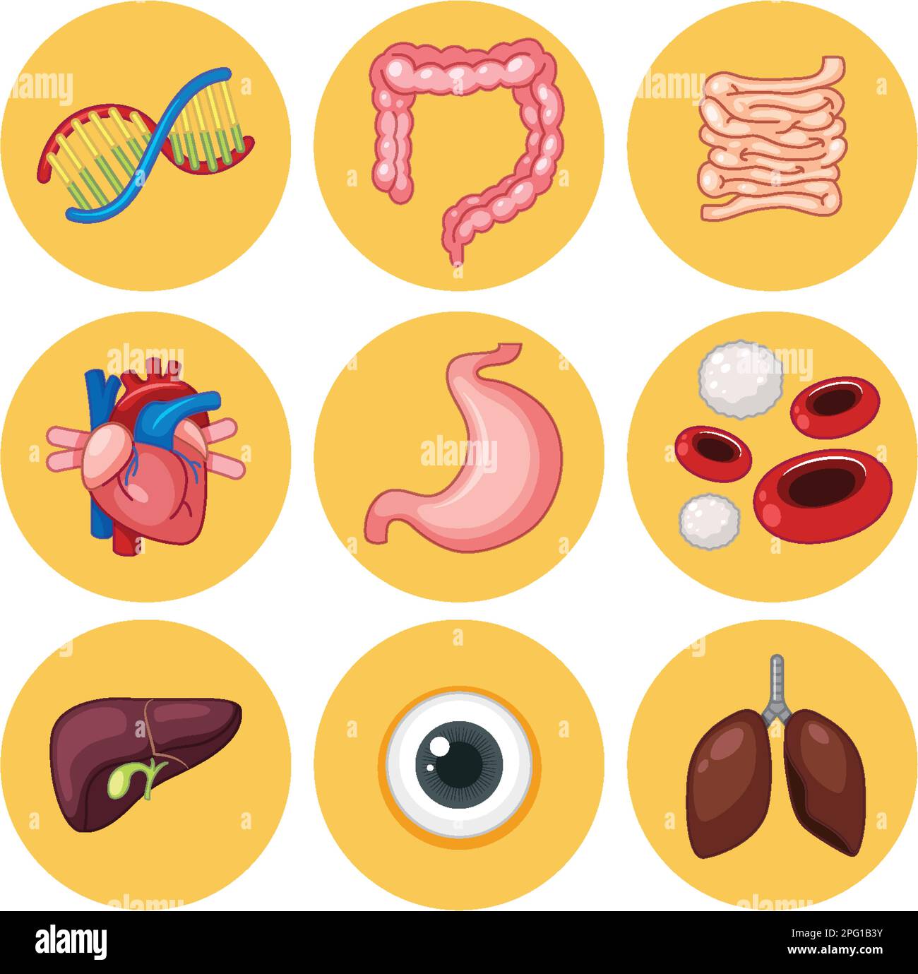 Set of human organs illustration Stock Vector Image & Art - Alamy