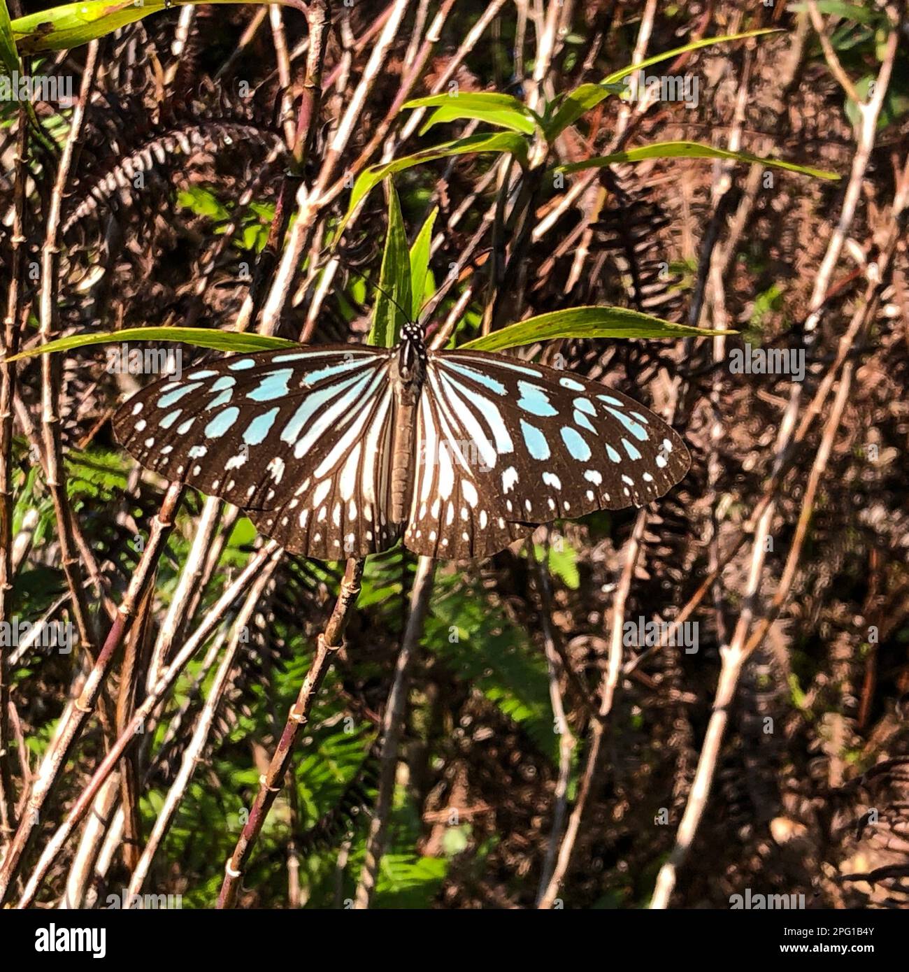 Sri Lankan Butterflies and Dragonflies in the Wild Stock Photo - Alamy