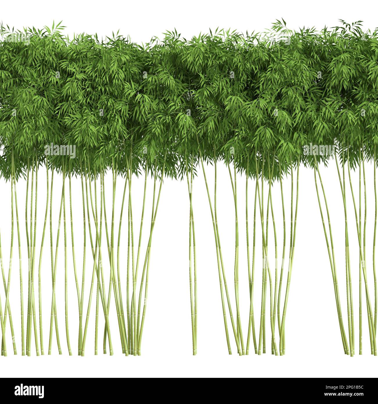 3d illustration of bamboo tree isolated on white background Stock Photo ...