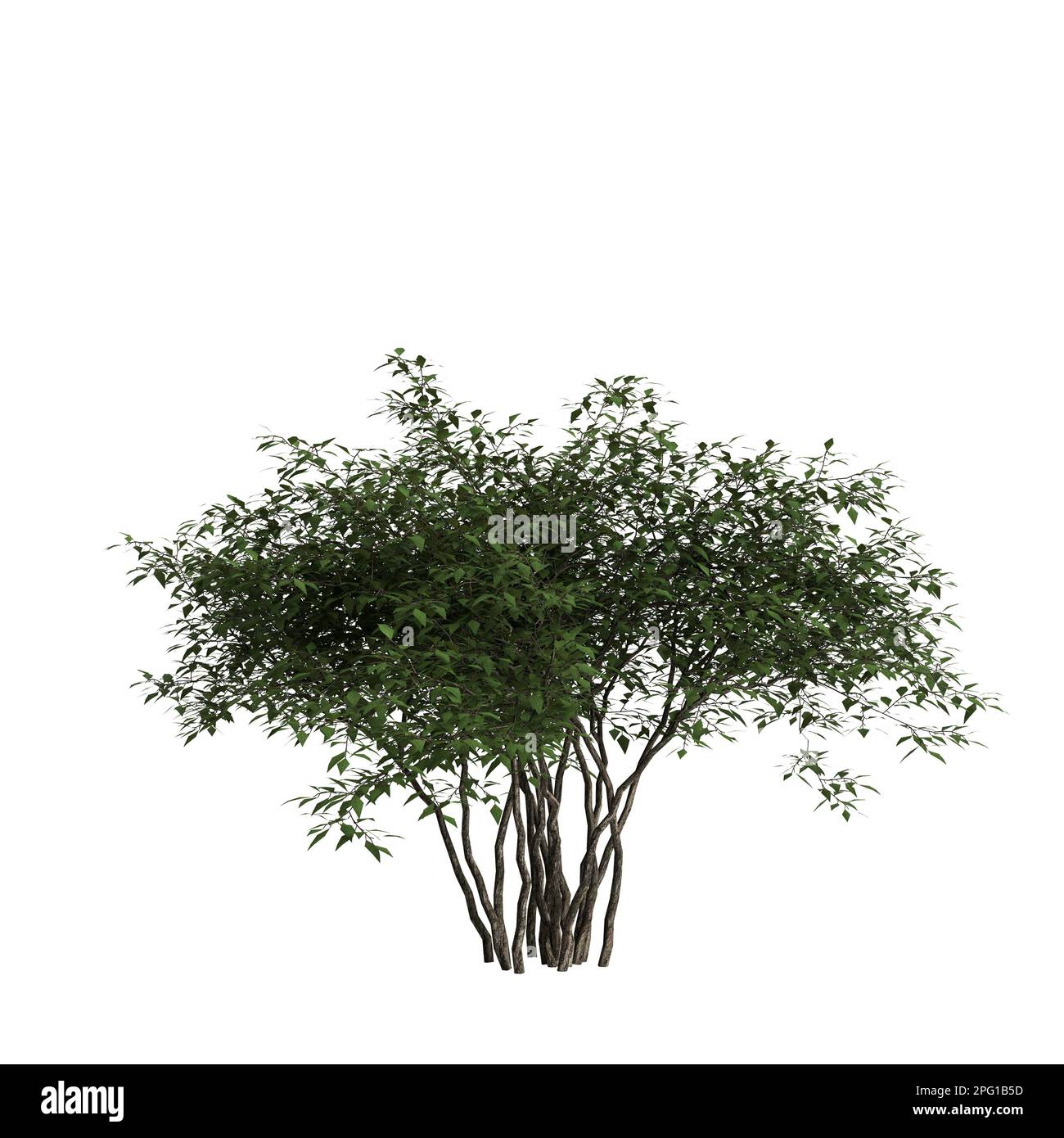 3d illustration of bushes isolated on white background Stock Photo - Alamy