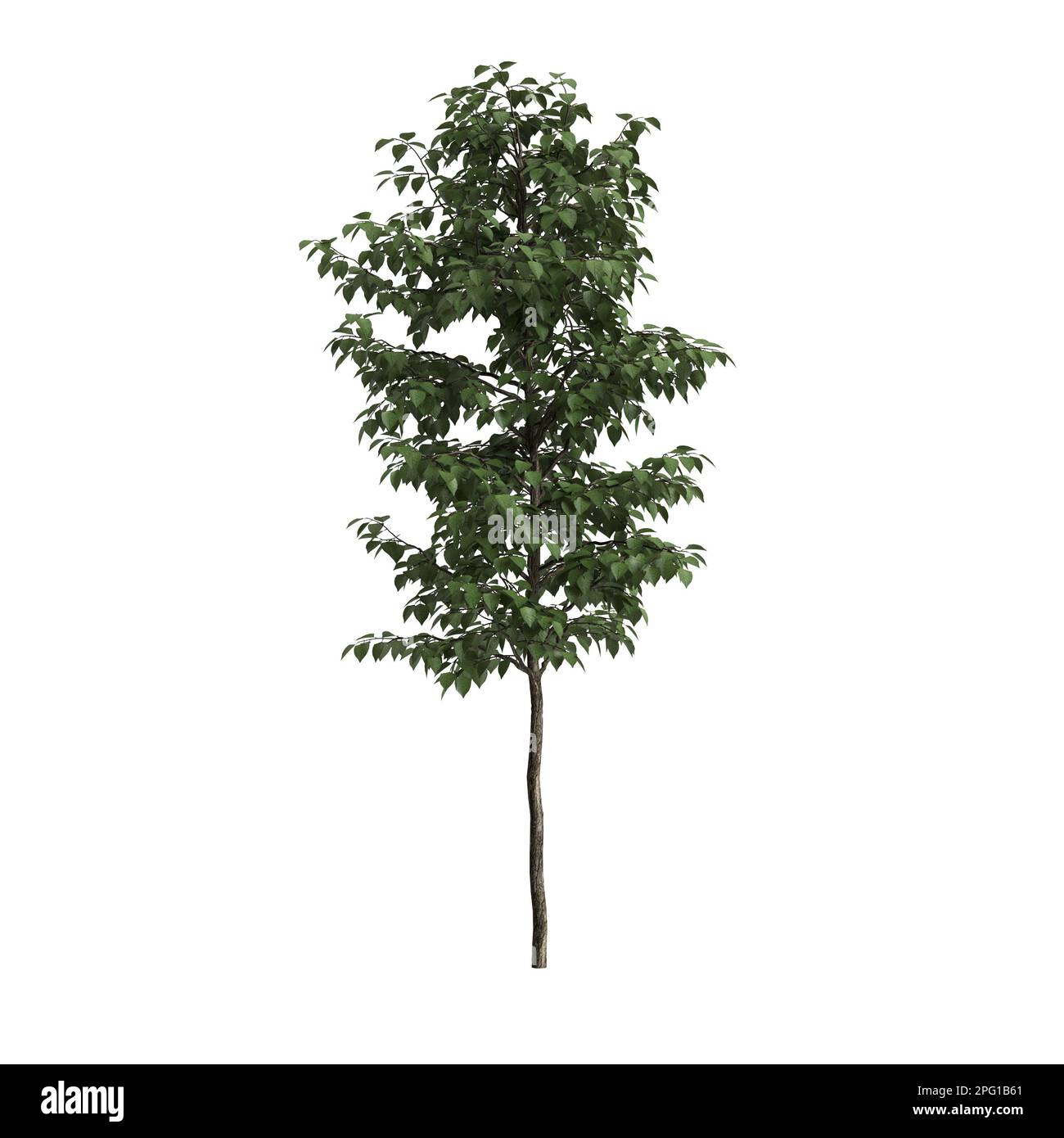 3d illustration of sidewalk tree isolated on white background Stock ...