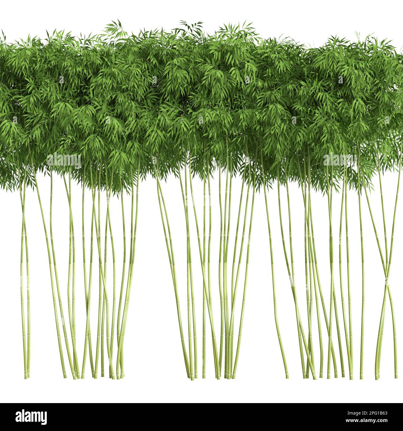 3d illustration of bamboo tree isolated on white background Stock Photo ...