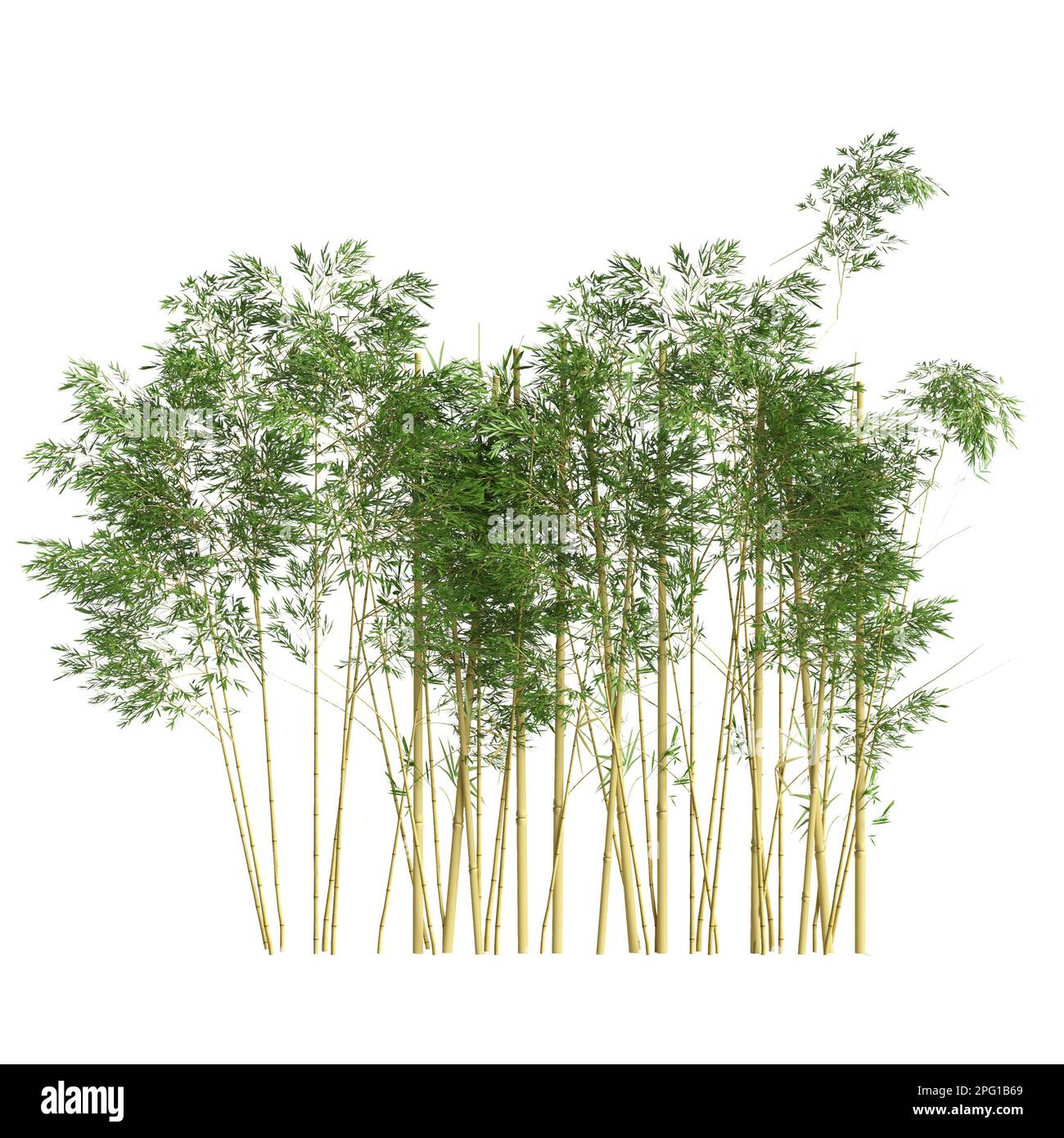 3d illustration of bamboo tree isolated on white background Stock Photo ...