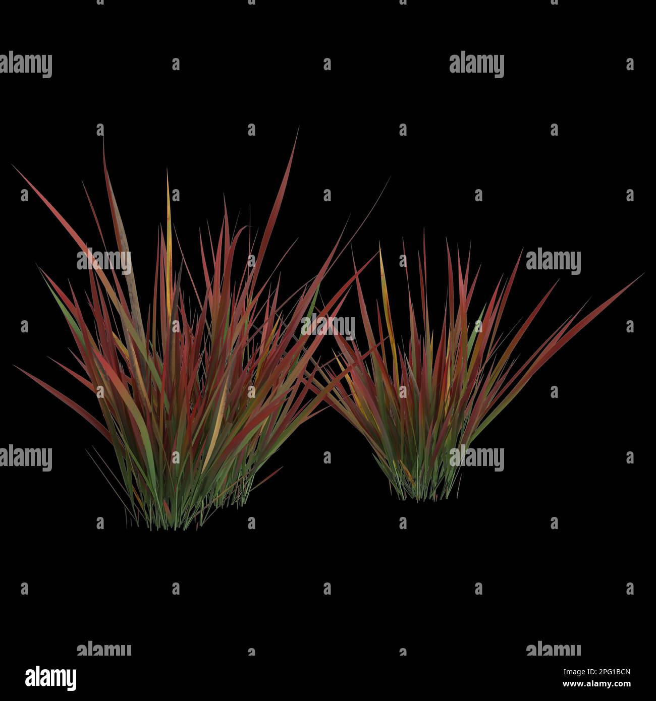 3d illustration of imperata grass isolated on black background Stock ...