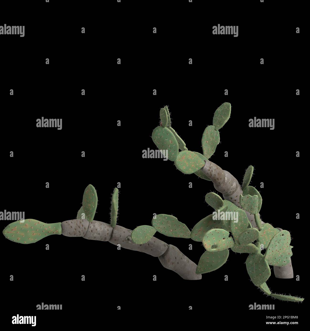 Indian fig flower illustration hi-res stock photography and images - Alamy