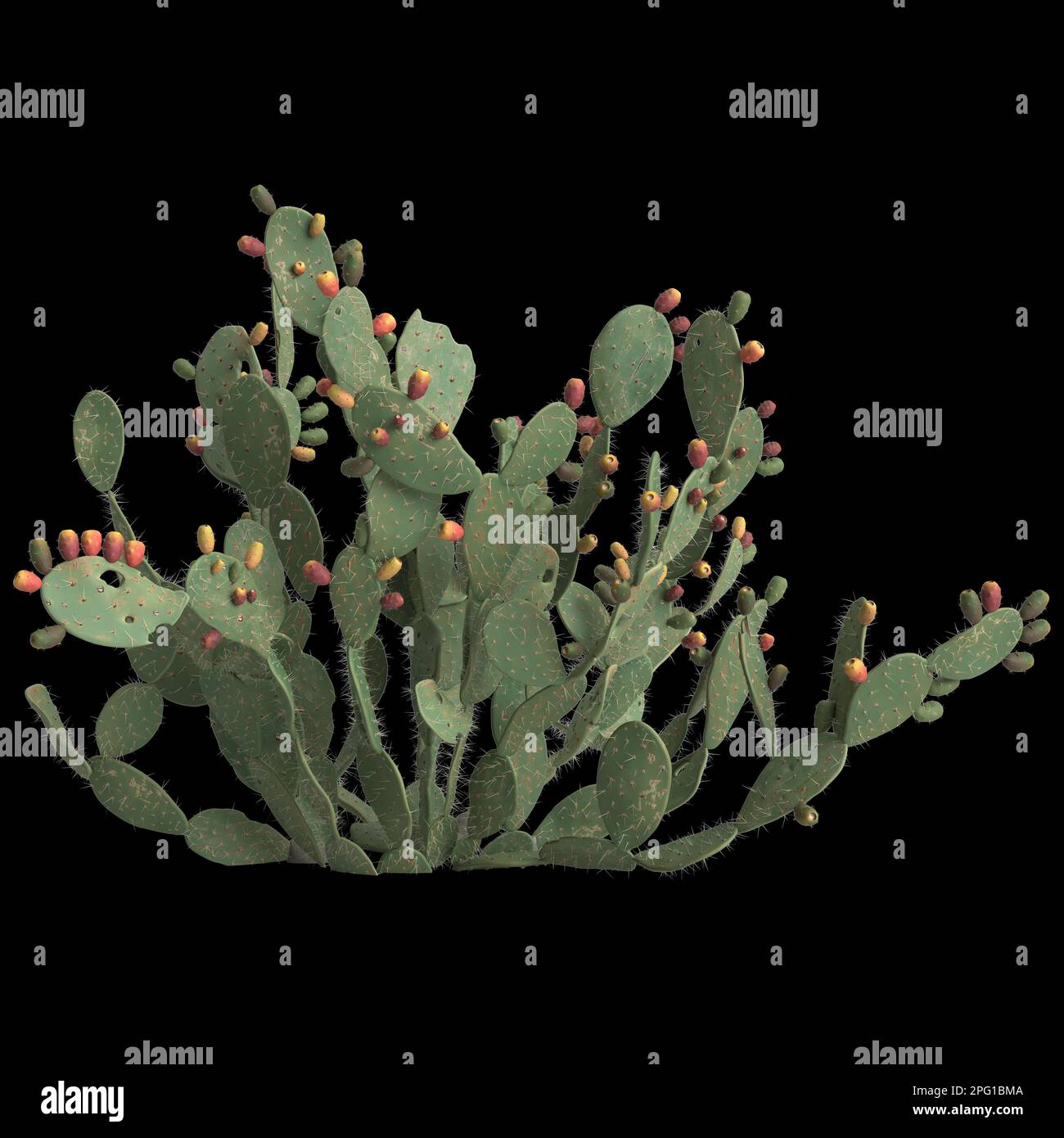 Indian fig flower illustration hi-res stock photography and images - Alamy